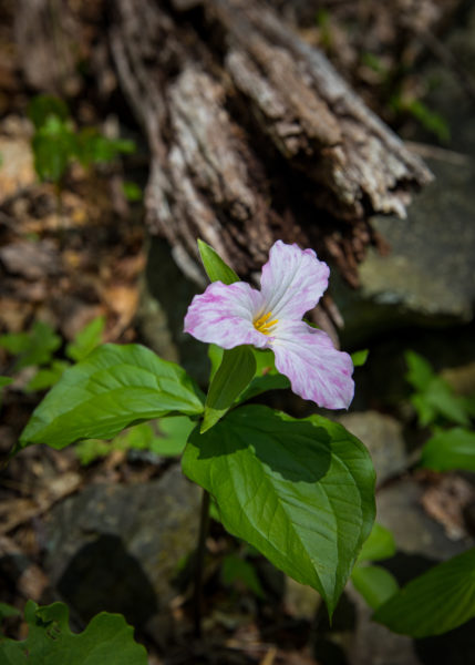 Thompson | Virginia DWR