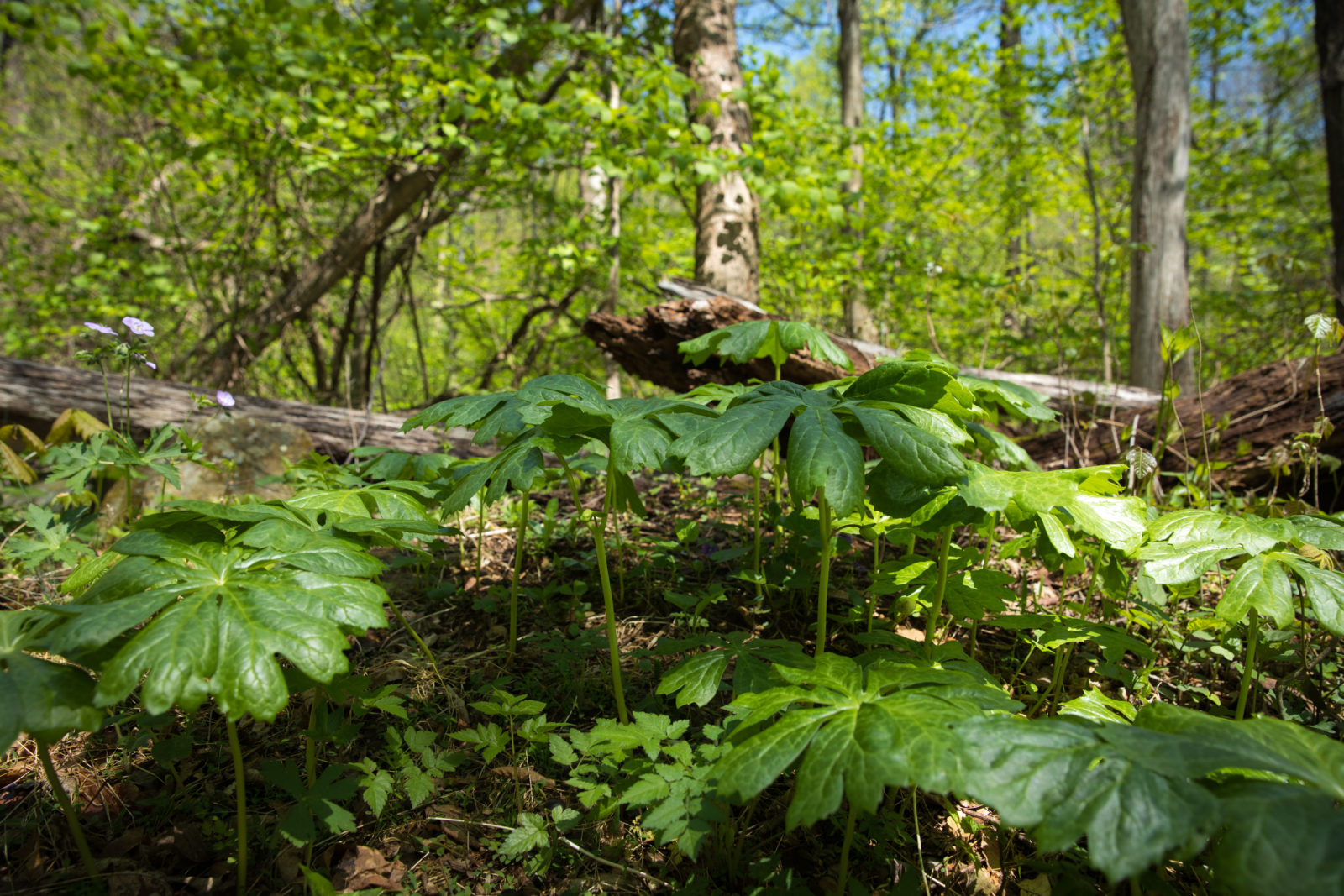 Trillium at Thompson WMA | Virginia DWR