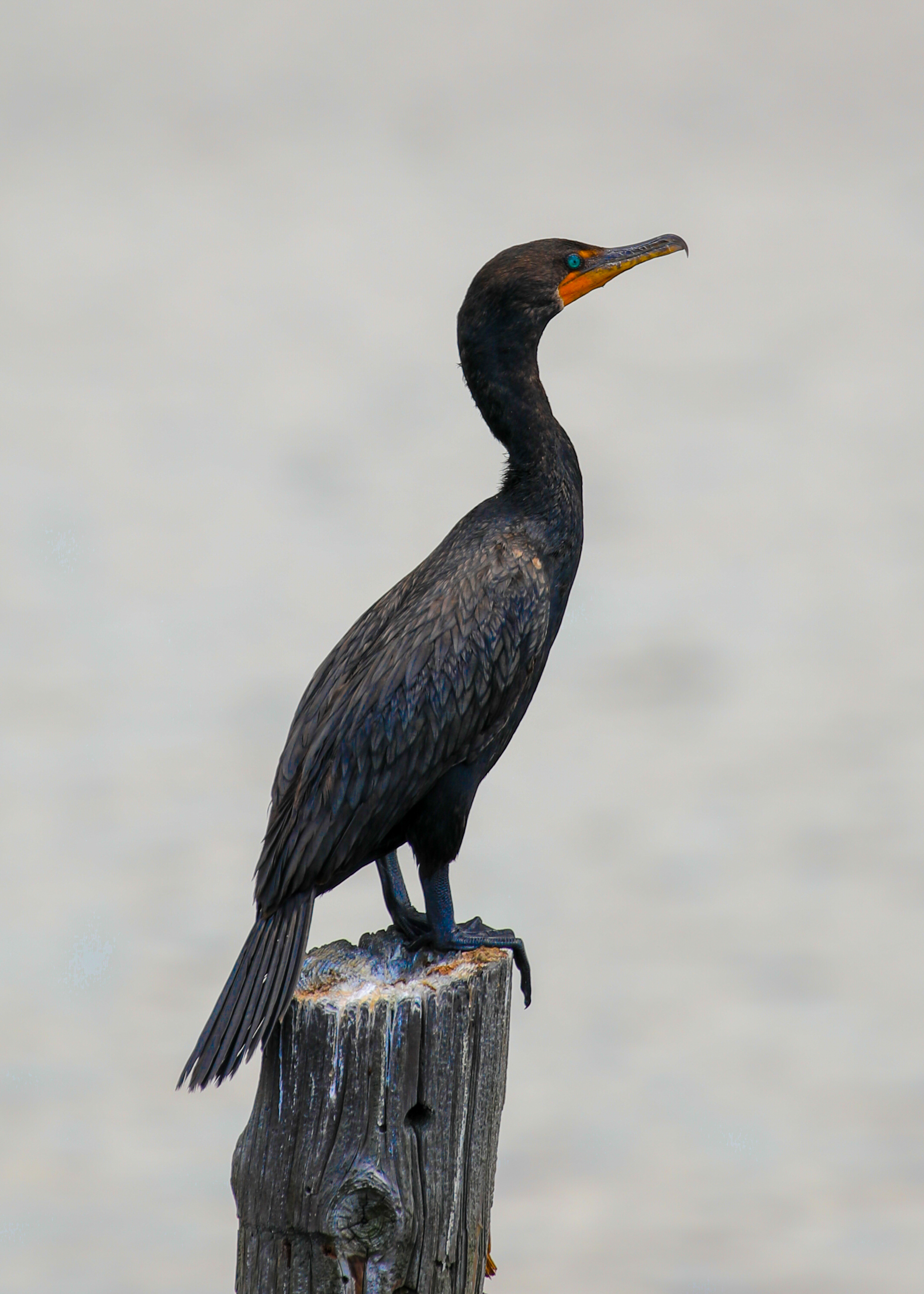 Saxis | Virginia DWR