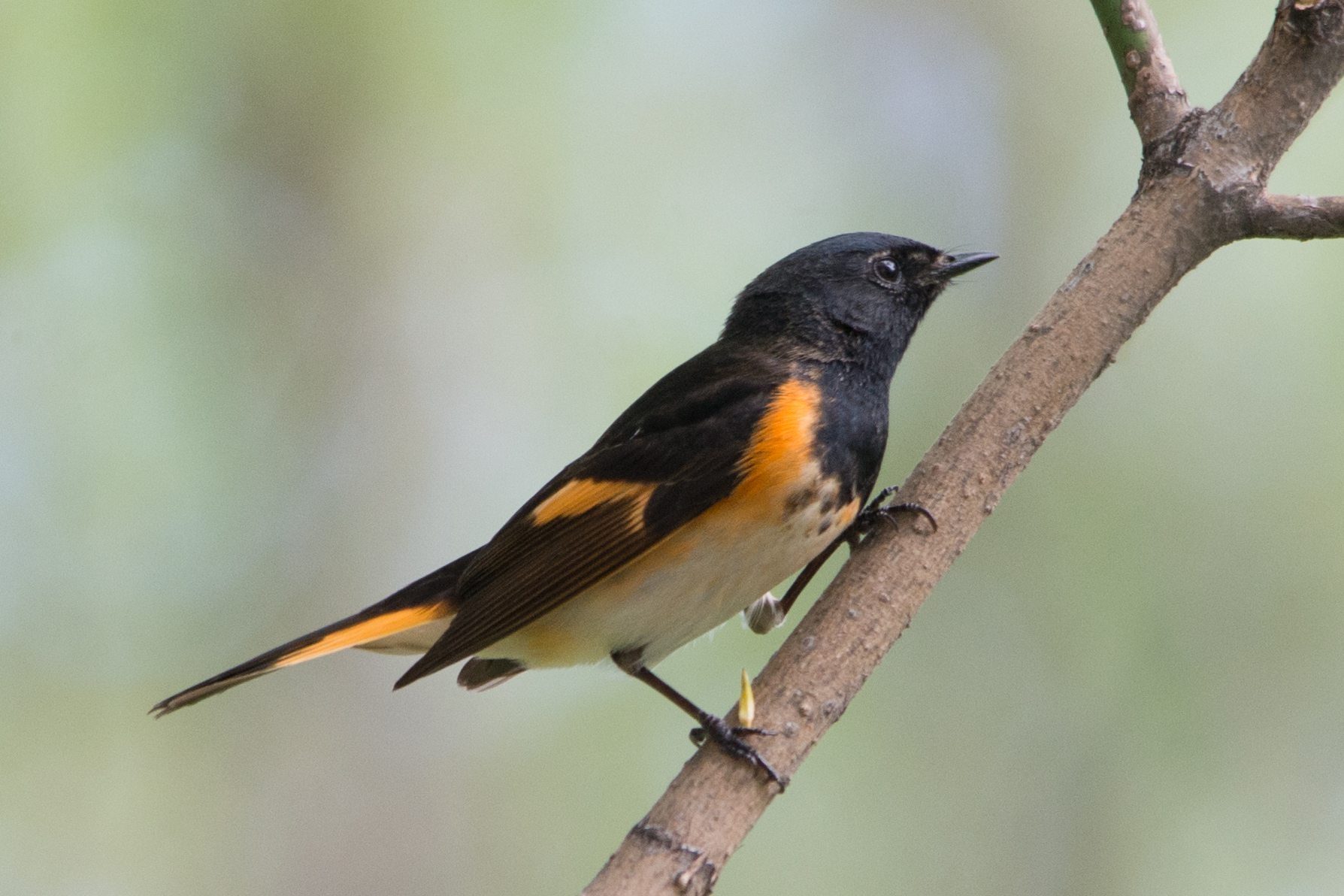 Fall Migration is Reaching its Peak! Visit the Virginia Bird & Wildlife ...