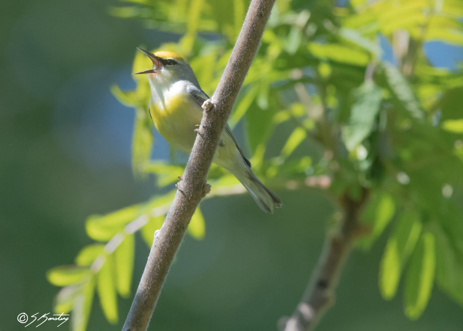 Golden-winged Warbler | Virginia DWR