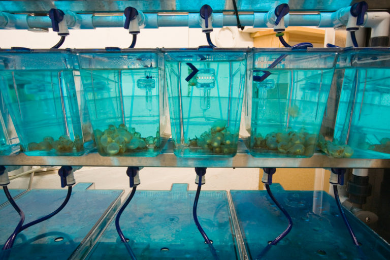 Buller Fish Hatchery | Virginia DWR