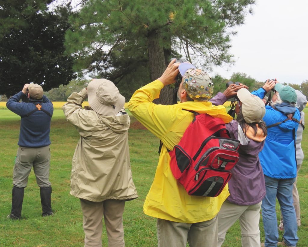 Birding Basics | Virginia DWR