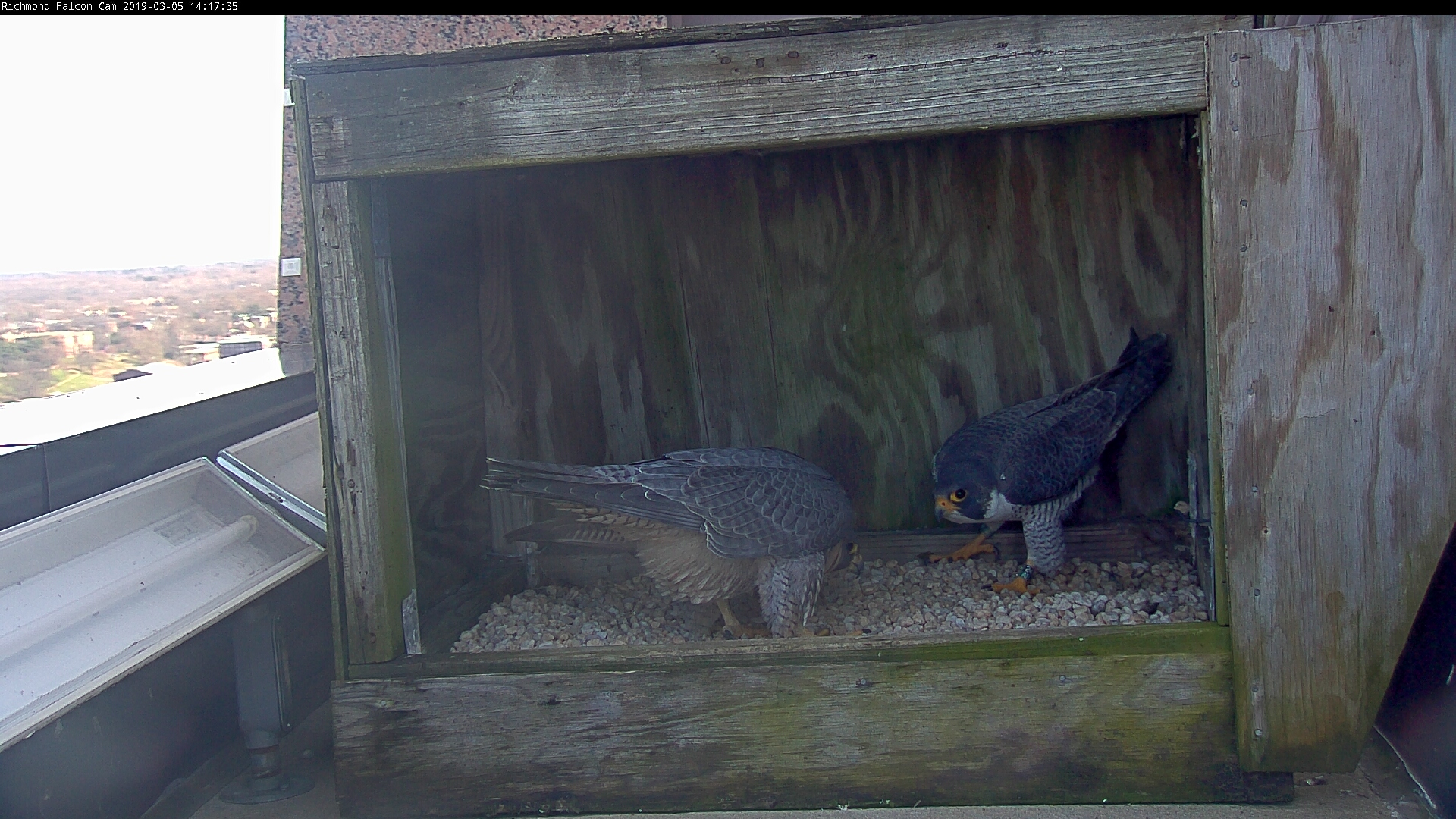 Identity of the New Male Falcon Revealed! | Virginia DWR