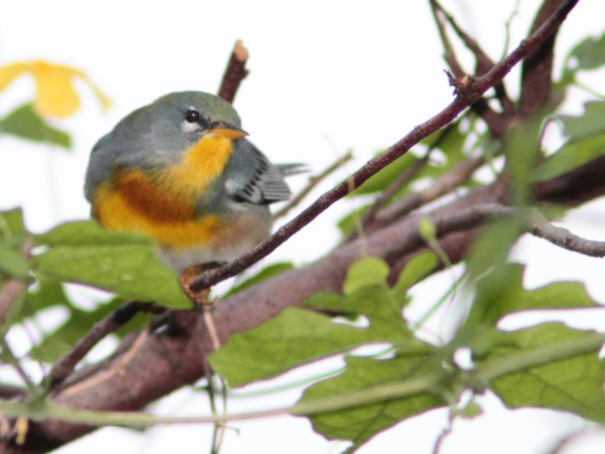 Fall Migration is Reaching its Peak! Visit the Virginia Bird & Wildlife ...