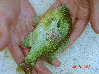 A Decade of Fish Disease and Mortality Investigations | Virginia DWR