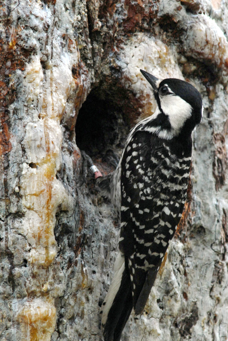 Red-cockaded Woodpecker | Virginia DWR