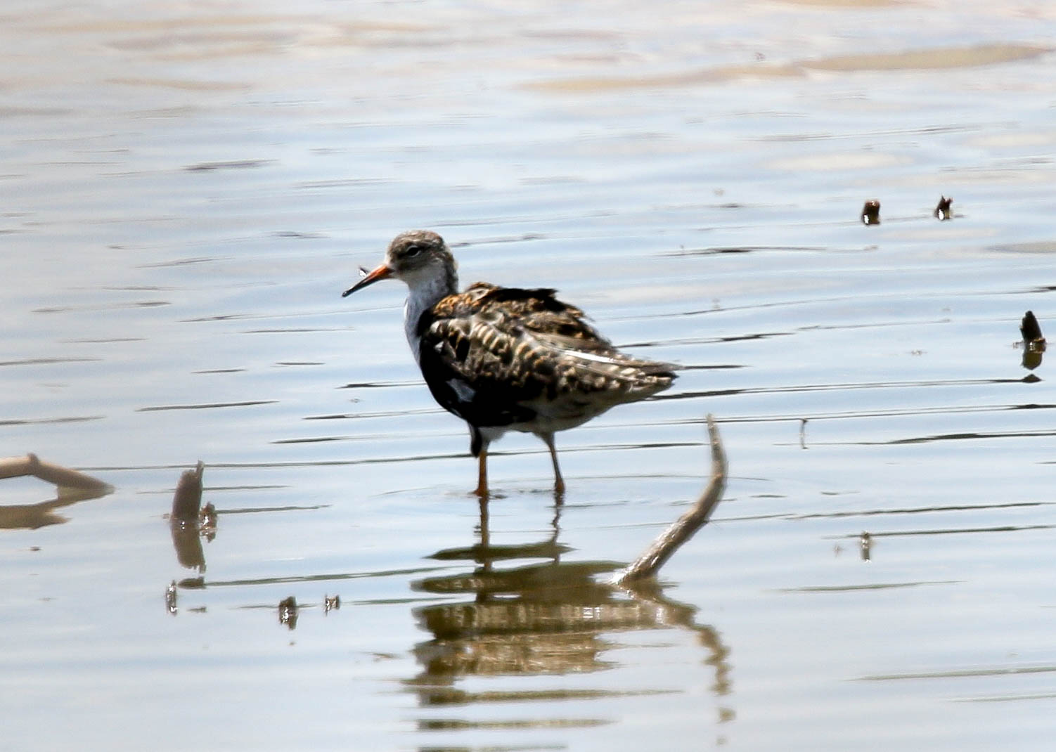 Rare Bird Attracted By Renovation Project at Hog Island Wildlife ...