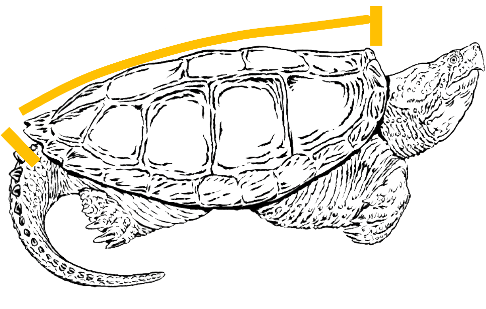 Overview of the Commercial Harvest of Snapping Turtles in Virginia ...