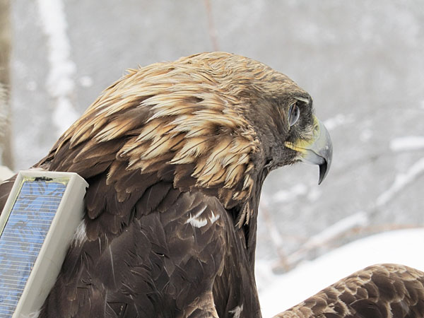 Virginia Golden Eagle Research and Conservation | Virginia DWR
