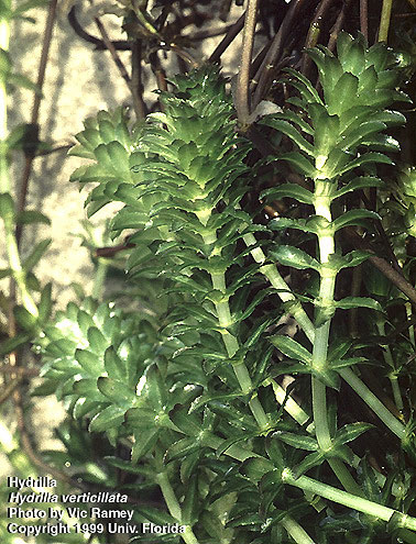 Hydrilla | Virginia DWR