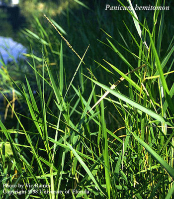 Maidencane | Virginia DWR