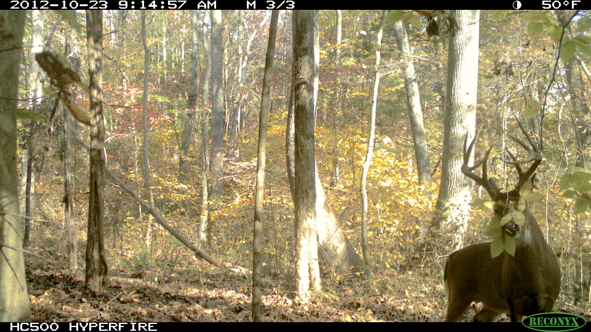 Get the Picture: Effectively Use your Trail Camera to Capture the Best ...