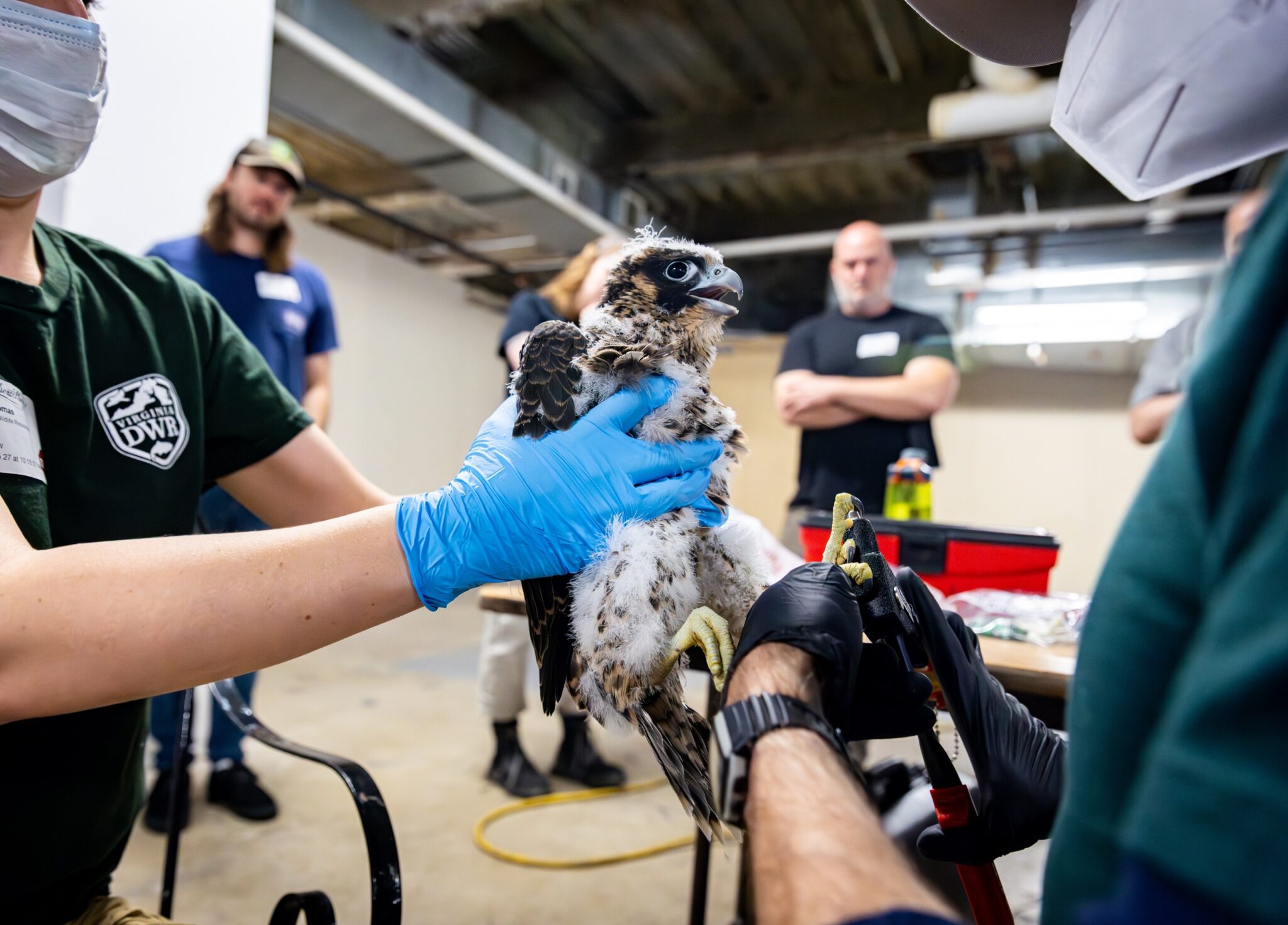 2025’s Peregrine Falcon Chicks Receive their Bands | Virginia DWR