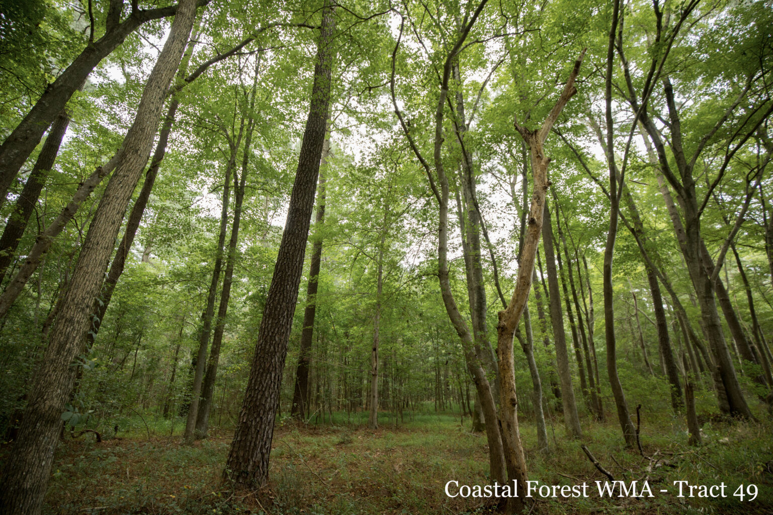 Coastal Forest | Virginia DWR