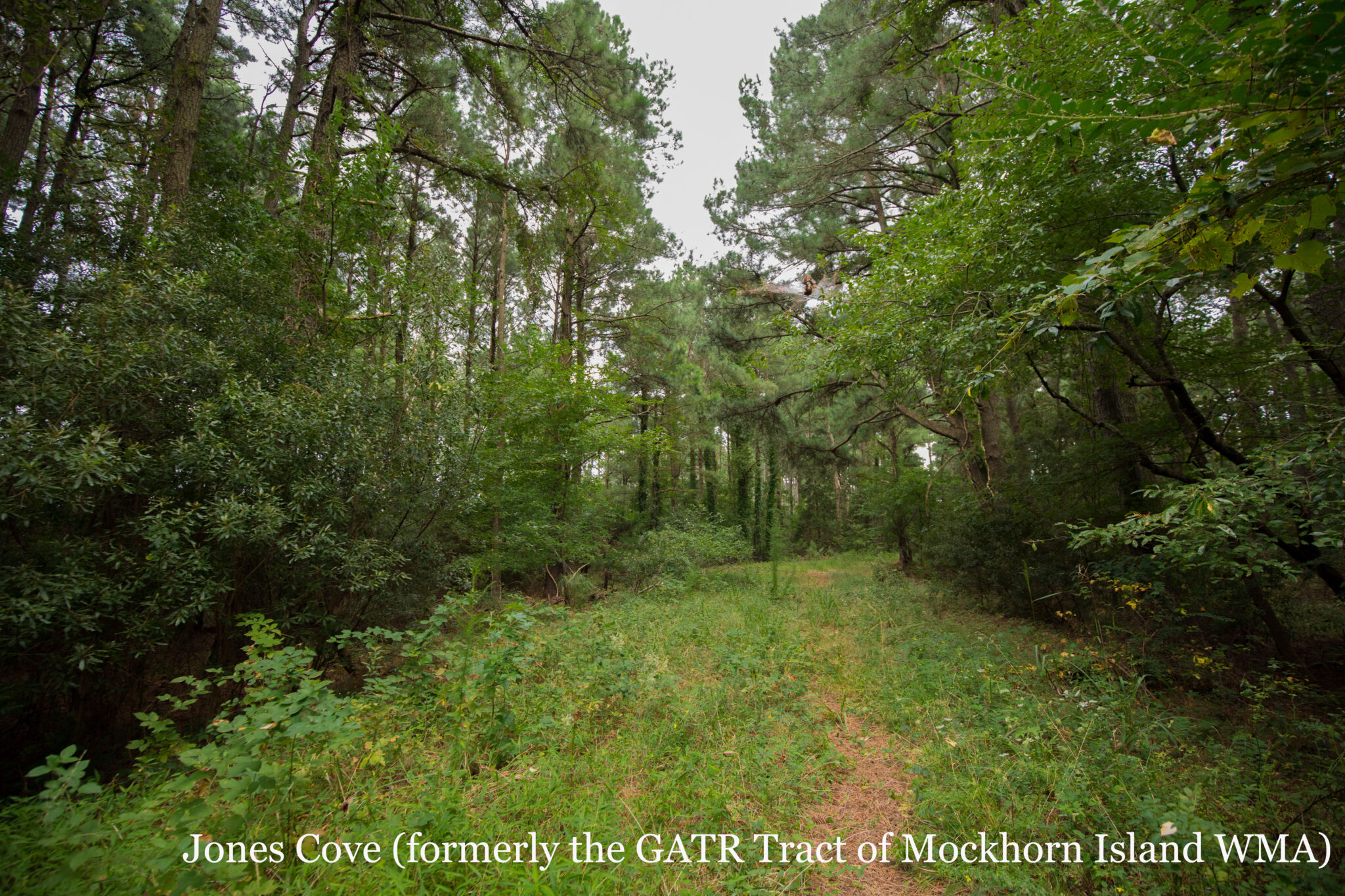 Coastal Forest | Virginia DWR