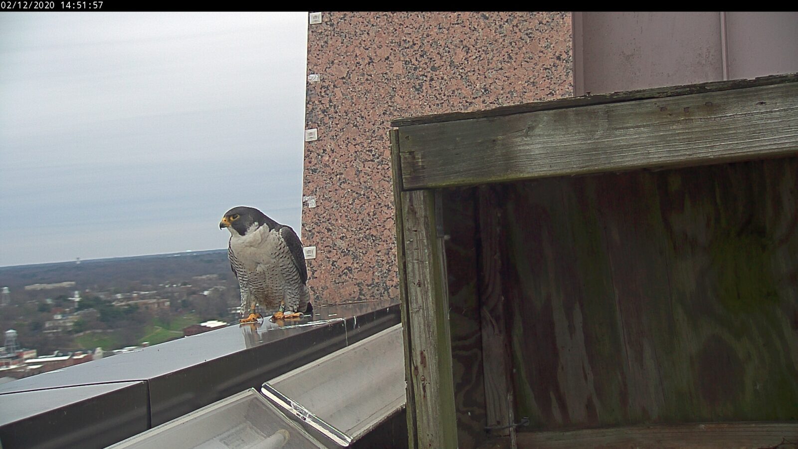 The Richmond Falcon Cam Kicks Off a New Decade | Virginia DWR