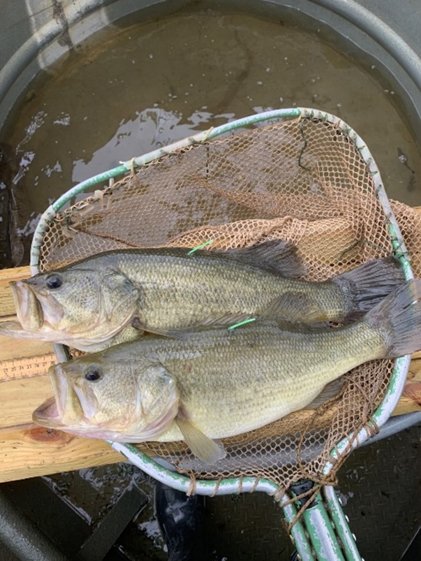 2025 Virginia Tidal Rivers Fishing Forecast | Virginia DWR