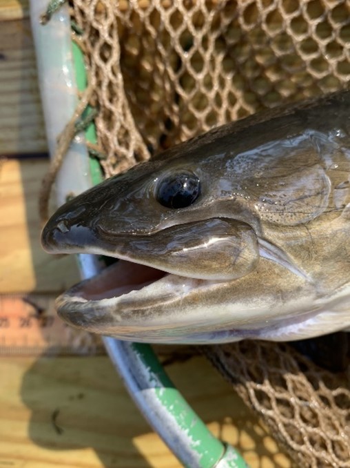 2025 Virginia Tidal Rivers Fishing Forecast | Virginia DWR