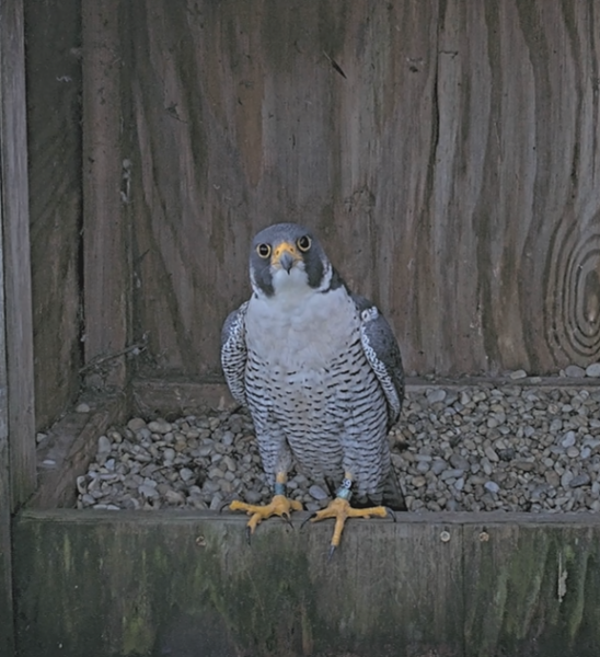 Falcon Cam is Back! | Virginia DWR