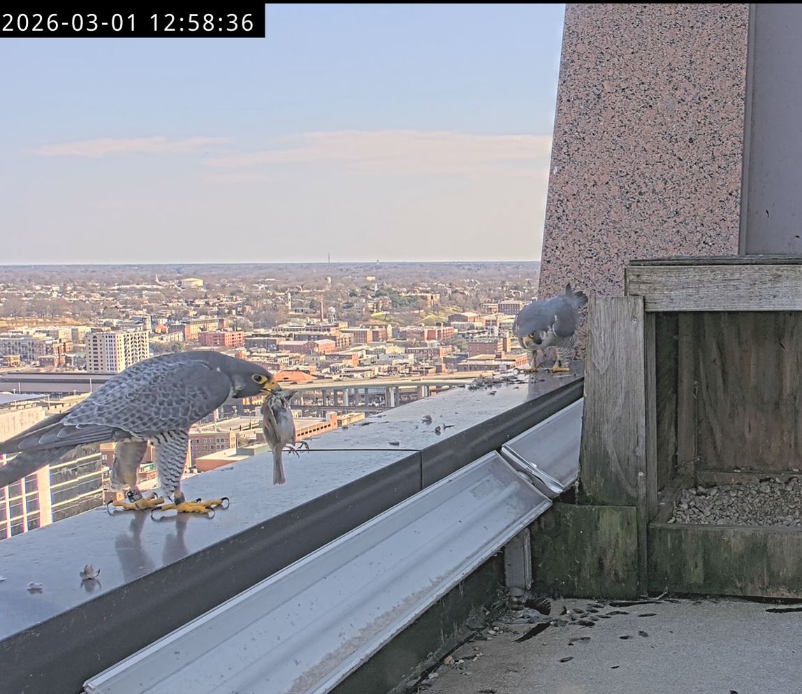 Falcon Cam is Back! | Virginia DWR