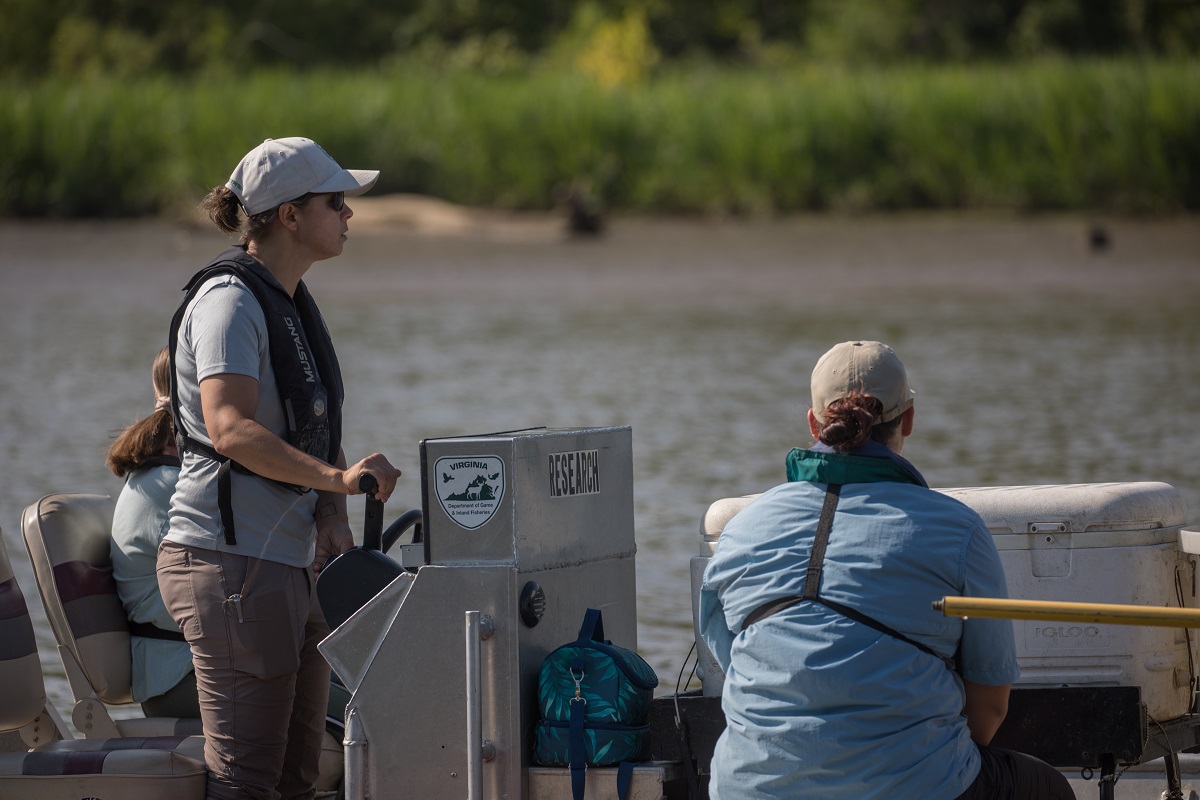 Blue Catfish | Virginia DWR