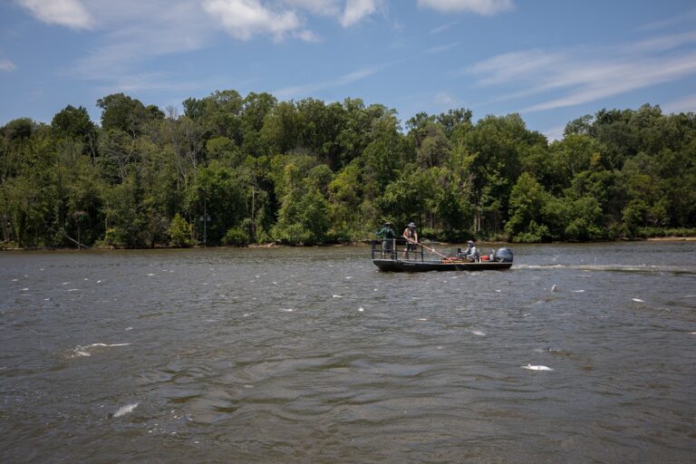 Blue Catfish | Virginia DWR
