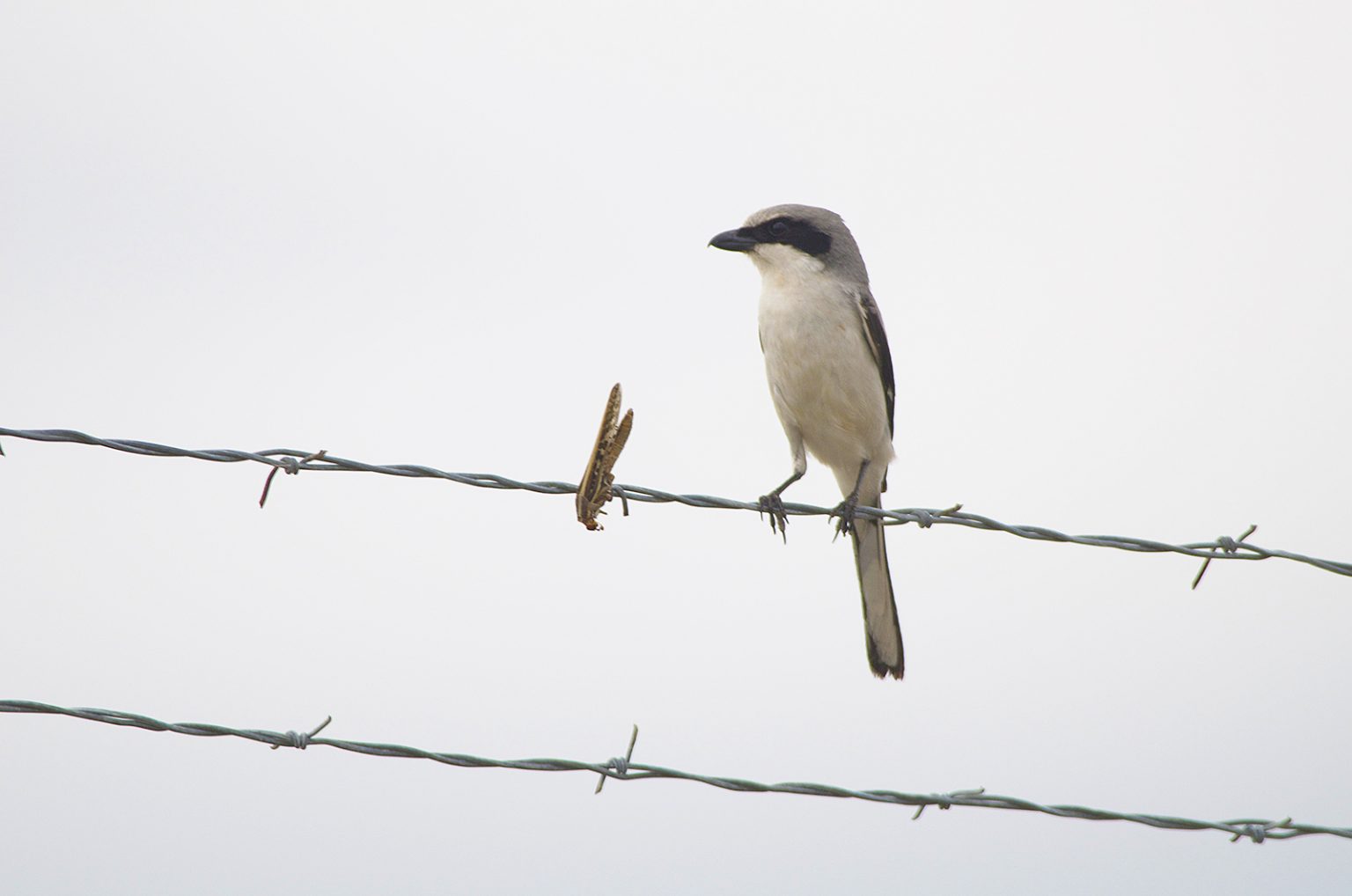 Loggerhead Shrike | Virginia DWR