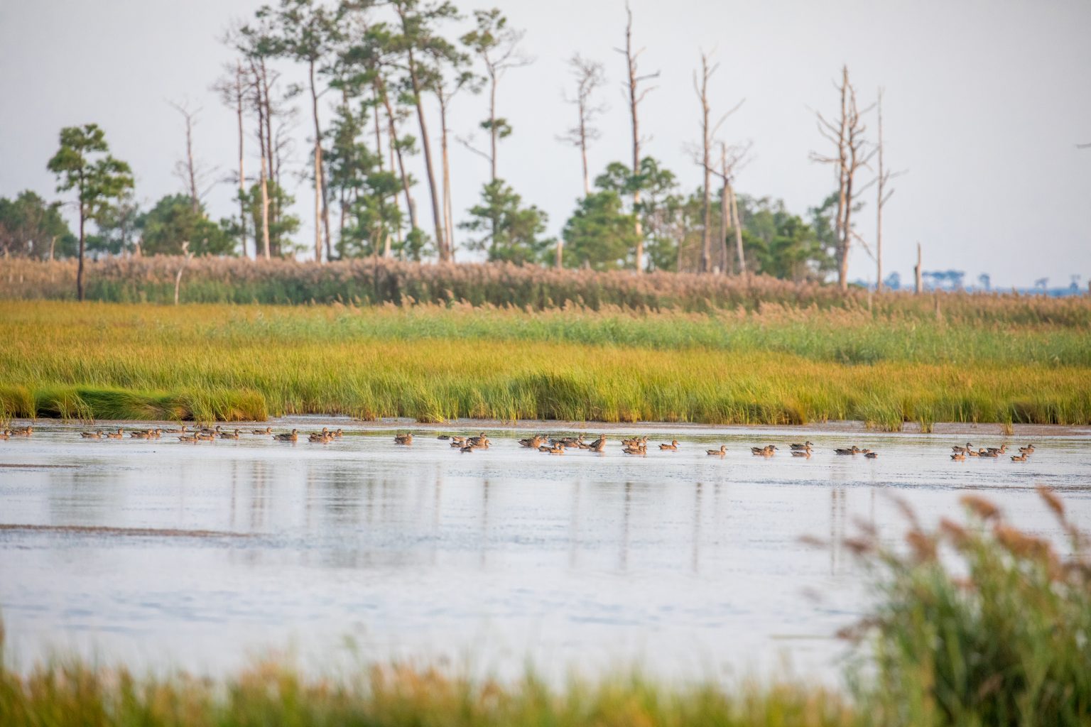 Saxis | Virginia DWR