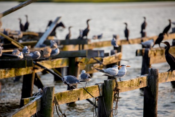 Saxis | Virginia DWR