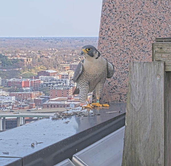 Falcon Cam is Back! | Virginia DWR