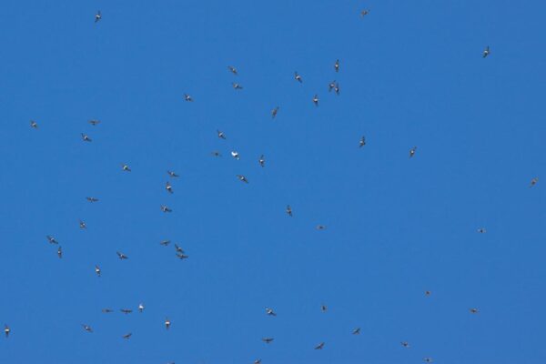 Fall Migration is Reaching its Peak! | Virginia DWR