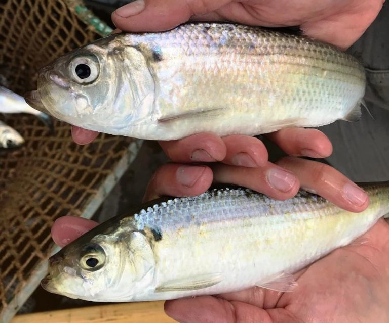 American or Hickory? ID your Shad Catch | Virginia DWR