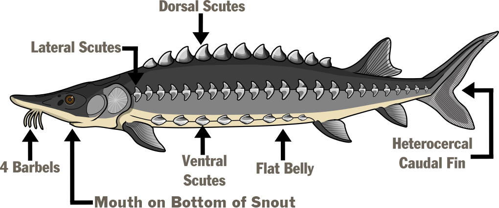 Atlantic Sturgeon | Virginia DWR