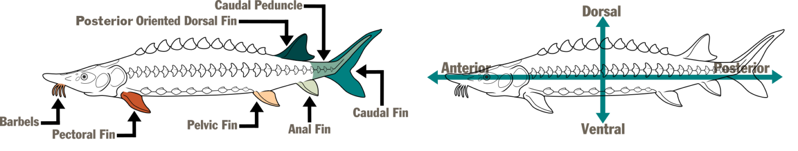 Atlantic Sturgeon | Virginia DWR