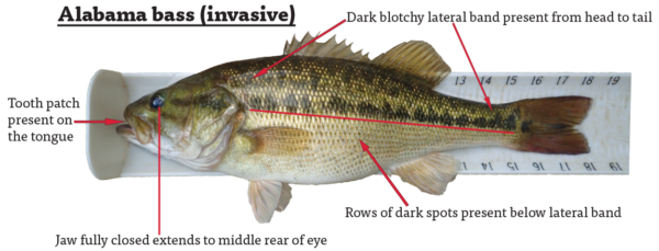 Alabama Bass | Virginia DWR