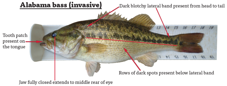 Alabama Bass | Virginia DWR