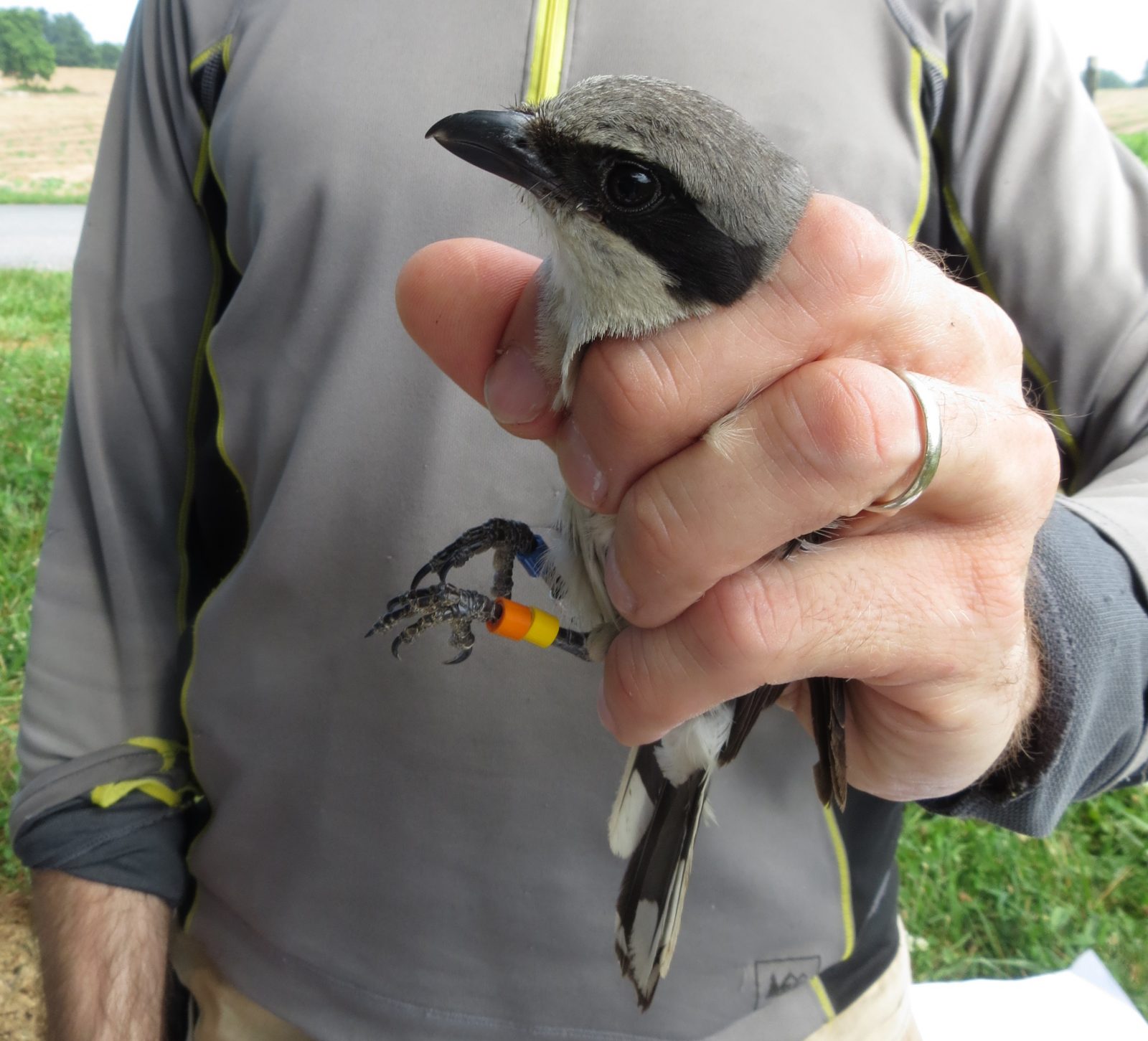 Loggerhead Shrike | Virginia DWR