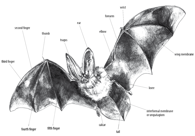 Bat Biology and Ecology | Virginia DWR