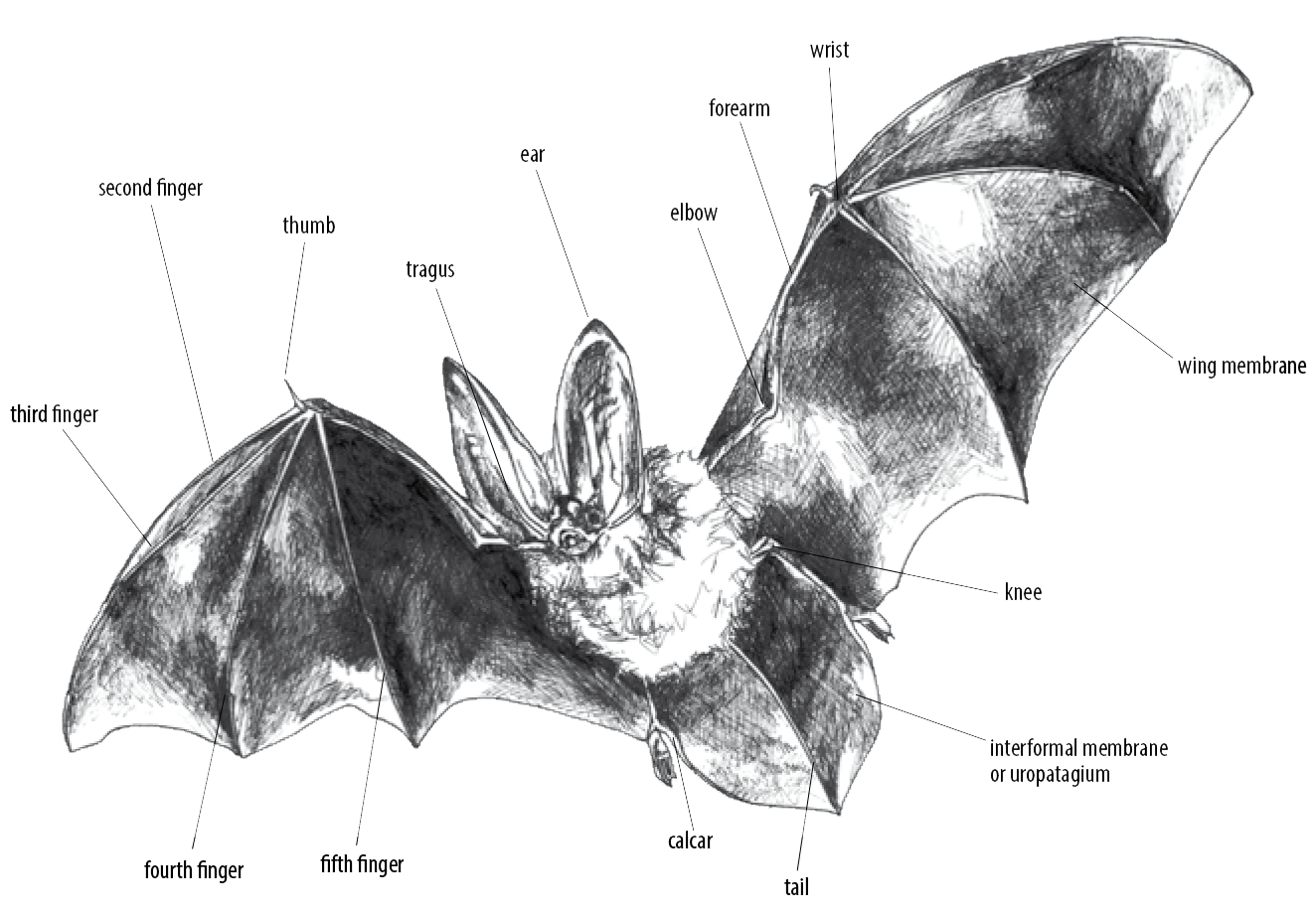 Bat Biology And Ecology Virginia DWR