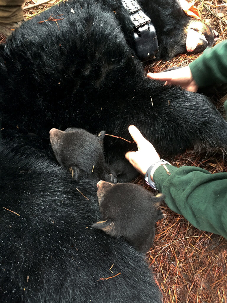 Of Bear Cubs, Restless Winters, and Research | Virginia DWR