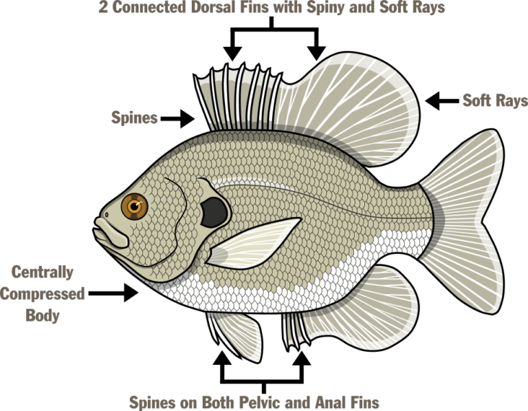 Blackbanded Sunfish | Virginia DWR
