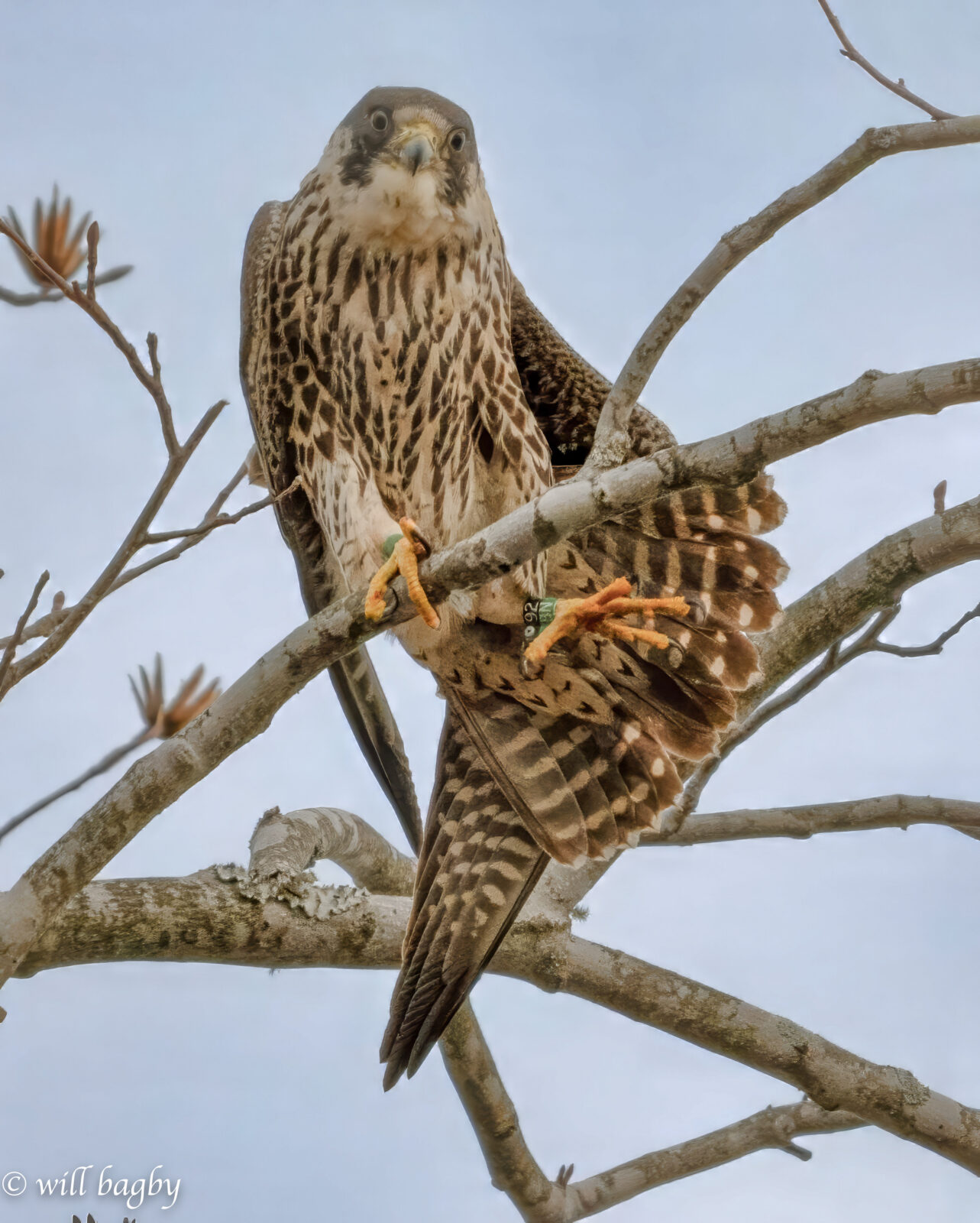 Richmond Falcon Cam | Virginia DWR
