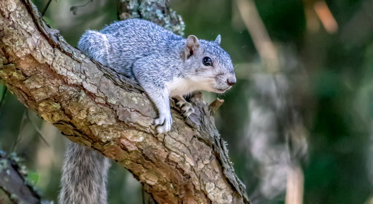 Squirrel Appreciation Day: Delmarva Peninsula Fox Squirrel | Virginia DWR
