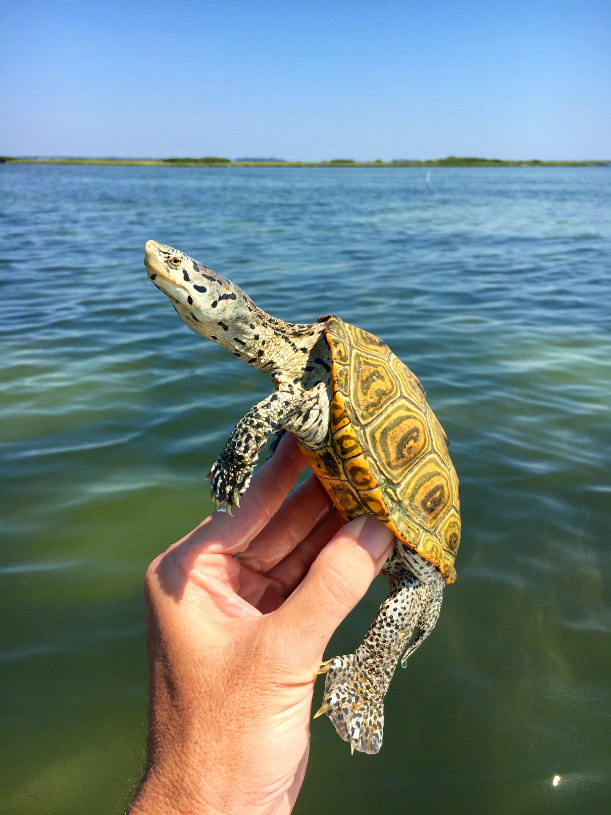 From Delicacy to Decline: A Tale of the Diamond-Backed Terrapin ...