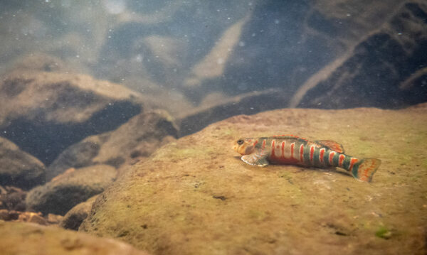 Dynamic, Dazzling Darters | Virginia DWR