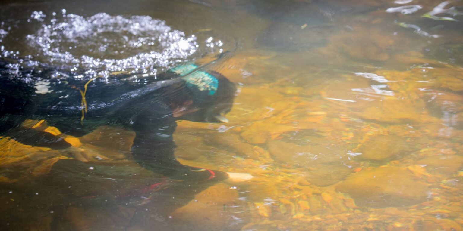 Years of Work Under the ESA Helped Bring the James Spinymussel Back to ...