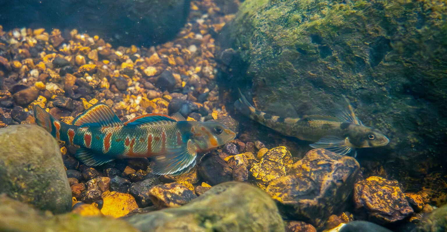 Dynamic, Dazzling Darters | Virginia DWR