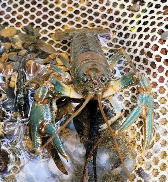 Making a Difference for the Big Sandy Crayfish | Virginia DWR