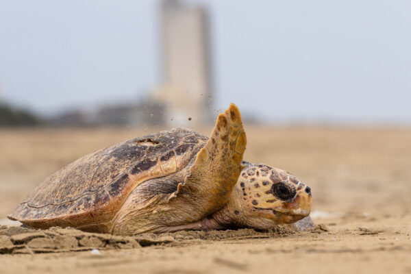 Long Live the Loggerhead: How the ESA has Helped this Marine Turtle ...